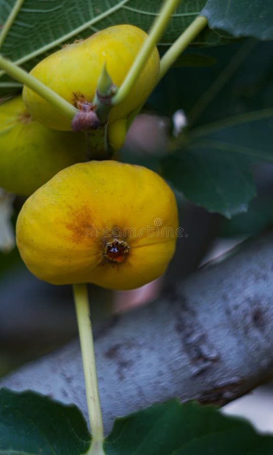 A Yellow Fig on a Fig Branch Stock Photo - Image of growing, organic ...