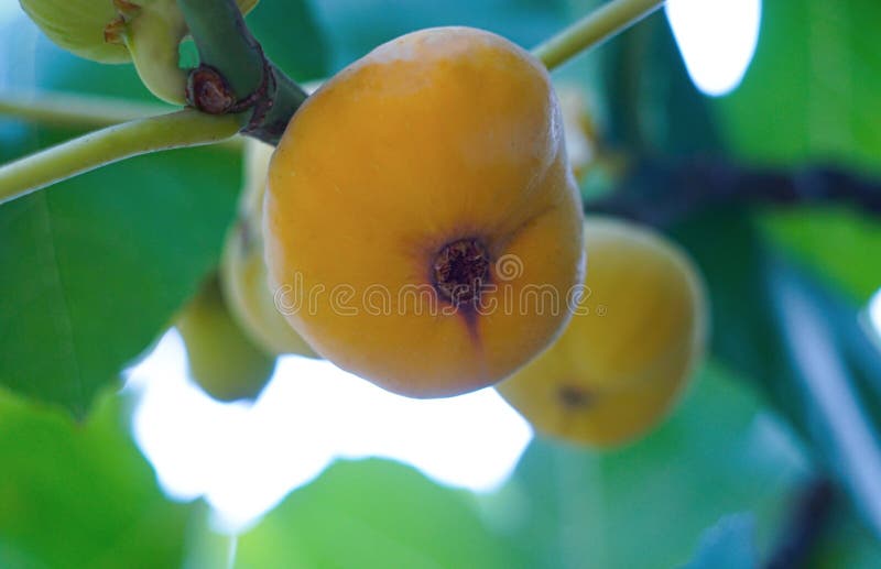 A Yellow Fig on a Fig Branch Stock Image - Image of farm, ripe: 284875137
