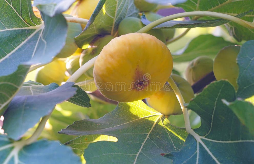 A Yellow Fig on a Fig Branch Stock Image - Image of season, natural ...