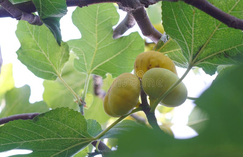 A Yellow Fig on a Fig Branch Stock Image - Image of plant, sweet: 283253777