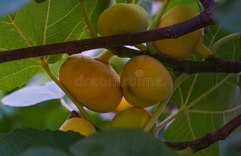 A Yellow Fig on a Fig Branch Stock Image - Image of tree, plant: 283253903