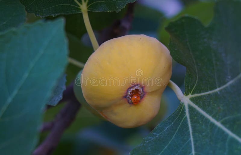 A Yellow Fig on a Fig Branch Stock Photo - Image of grow, healthy ...