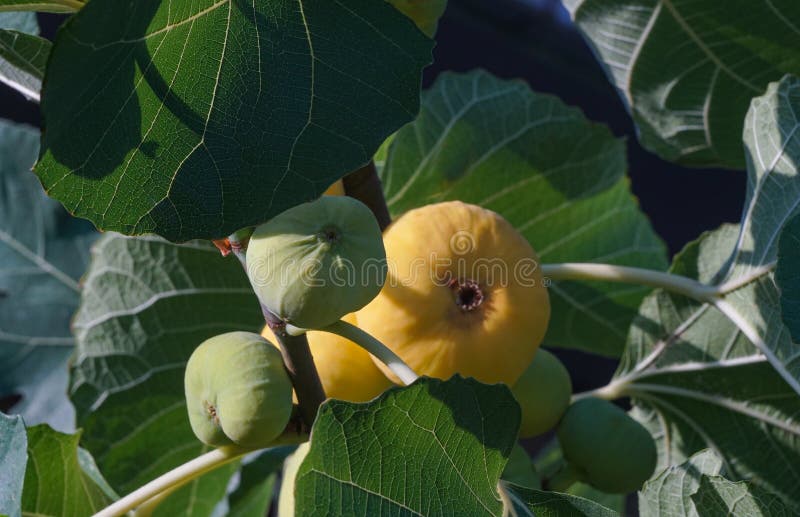 A Yellow Fig on a Fig Branch Stock Photo - Image of organic, plant ...