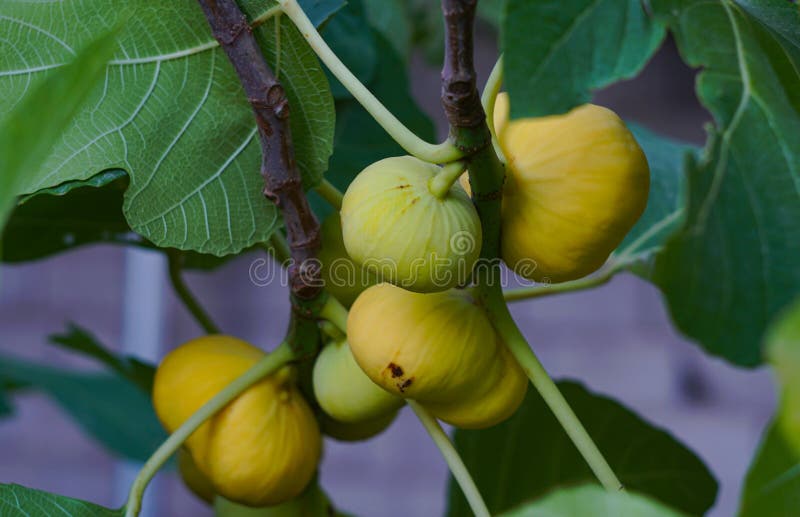 A Yellow Fig on a Fig Branch Stock Photo - Image of background, food ...
