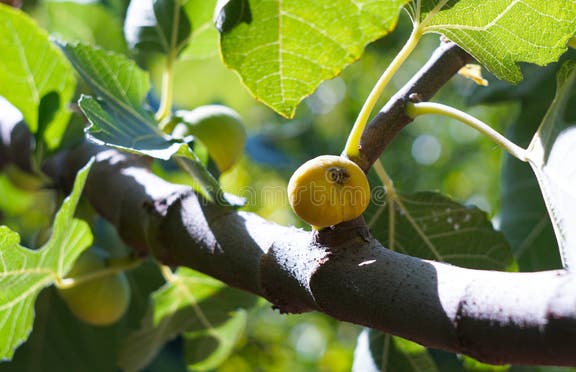 Yellow fig fruit and tree stock photo. Image of freshness - 276497034