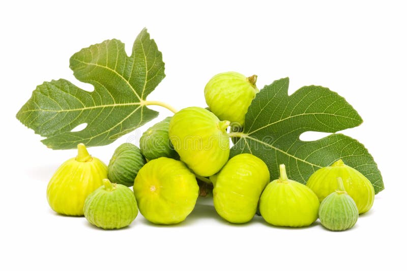 Yellow fig leaves stock image. Image of fruit, fresh - 16169035