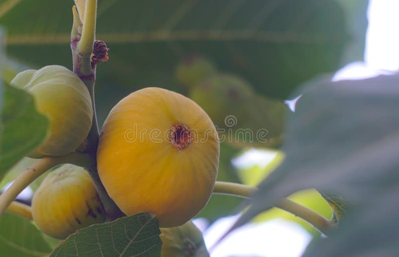 Yellow fig tree stock photo. Image of fresh, fruit, summer - 230764876
