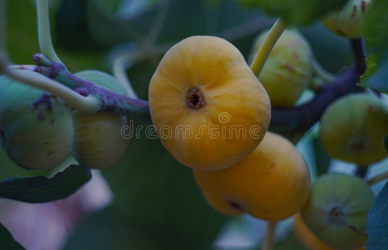 Yellow fig tree stock photo. Image of plant, delicious - 230765182