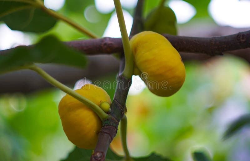 Yellow fig tree stock image. Image of fresh, natural - 230765925