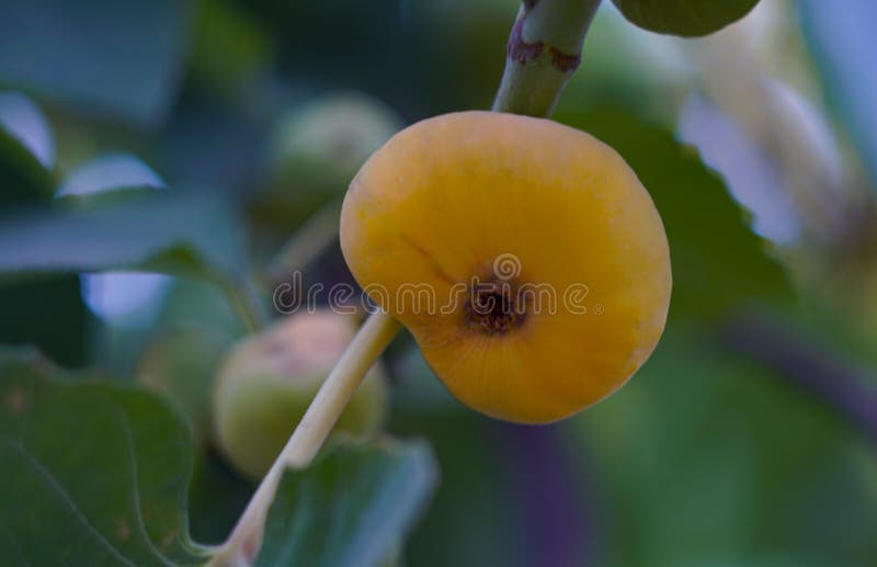 Yellow fig tree stock photo. Image of leaf, tree, agriculture - 230766036