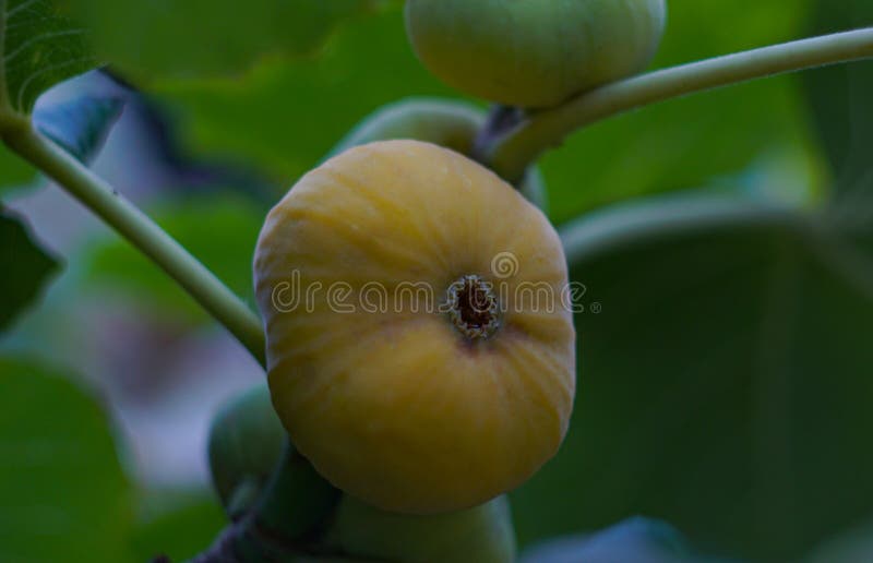 Yellow fig tree stock photo. Image of fruit, yellow - 230766380