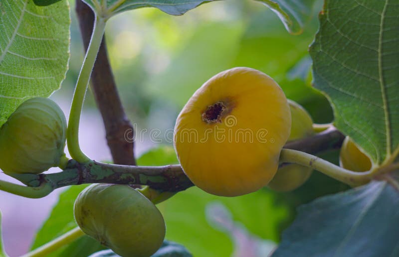 Yellow fig tree stock photo. Image of healthy, food - 230766828