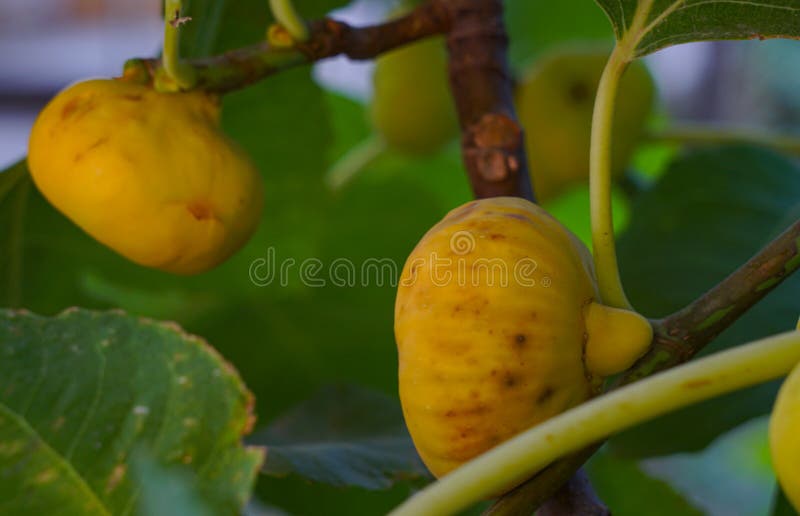 Yellow fig tree stock photo. Image of leaf, delicious - 230766998