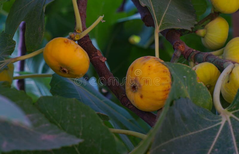 Yellow fig tree stock photo. Image of outdoor, freshness - 230767130