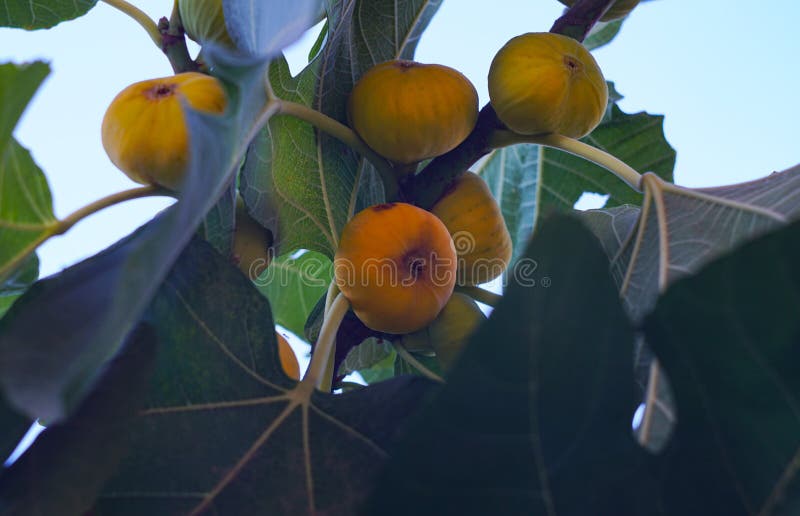 Yellow fig tree stock image. Image of branch, sweet - 230767577