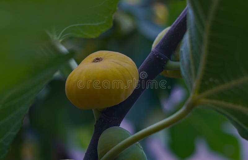 Yellow fig tree stock photo. Image of ingredient, plant - 230767762
