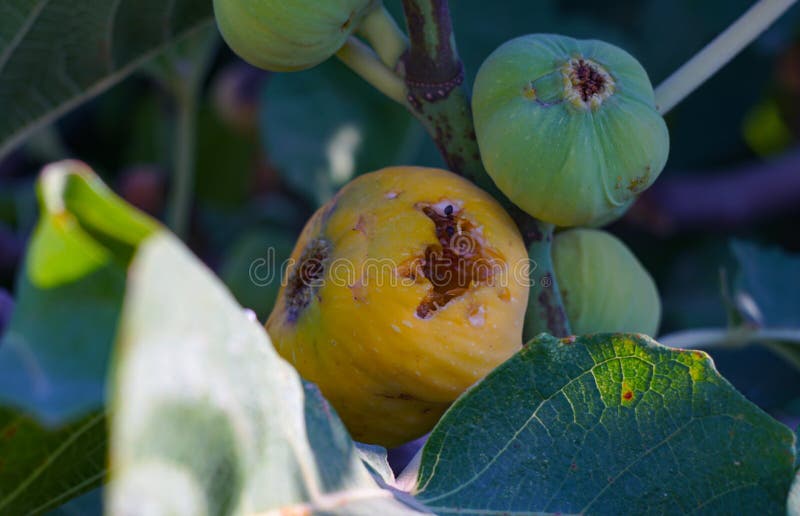Yellow fig tree stock photo. Image of grow, fresh, food - 230767922