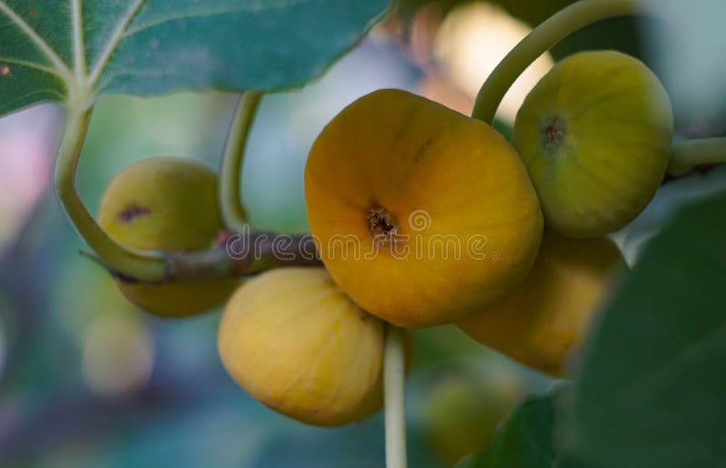 Yellow fig tree stock image. Image of natural, farm - 230768185