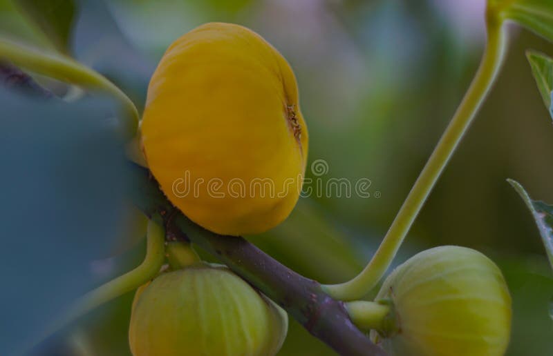Yellow fig tree stock image. Image of yellow, delicious - 230768437