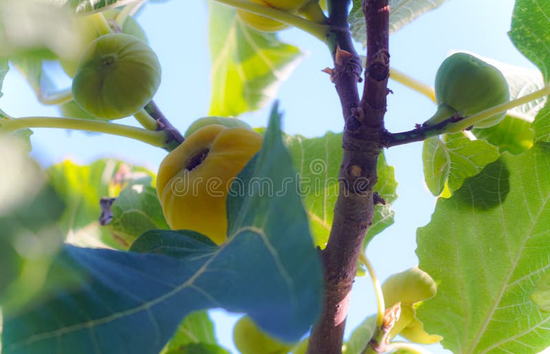 Yellow fig tree stock image. Image of ripe, juicy, organic - 230764541