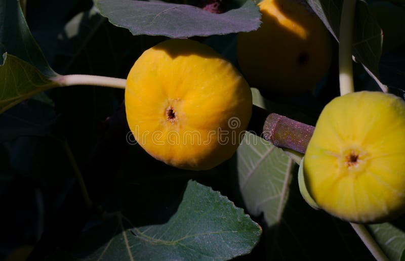 Yellow fig tree stock image. Image of fresh, exotic - 230764671