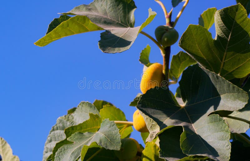 Yellow fig tree stock image. Image of plant, mediterranean - 230764799