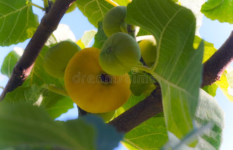 Yellow fig tree stock image. Image of outdoors, sweet - 230768791