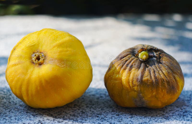 Yellow fig stock photo. Image of nutrition, closeup - 258589982