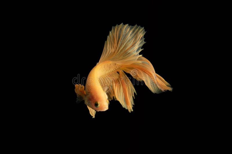 Yellow Fighting Fish on a Black Background. Stock Photo - Image of fish ...