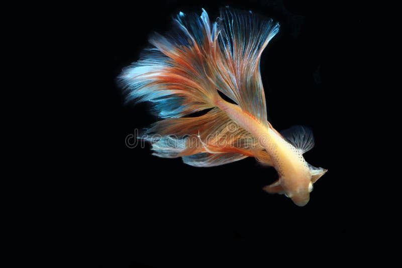 Yellow fighting fish. stock image. Image of motion, color - 92392519