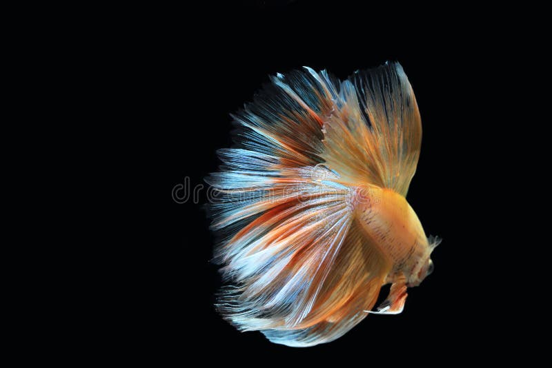 Yellow fighting fish. stock photo. Image of fighting - 92442772