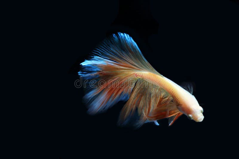 Yellow fighting fish. stock image. Image of betta, aquarium - 93021343