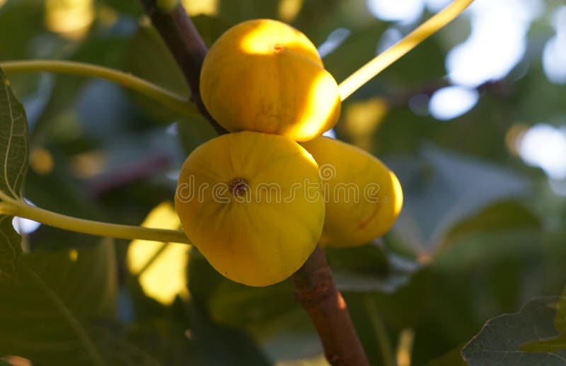Yellow figs on branches stock image. Image of nature - 285426145