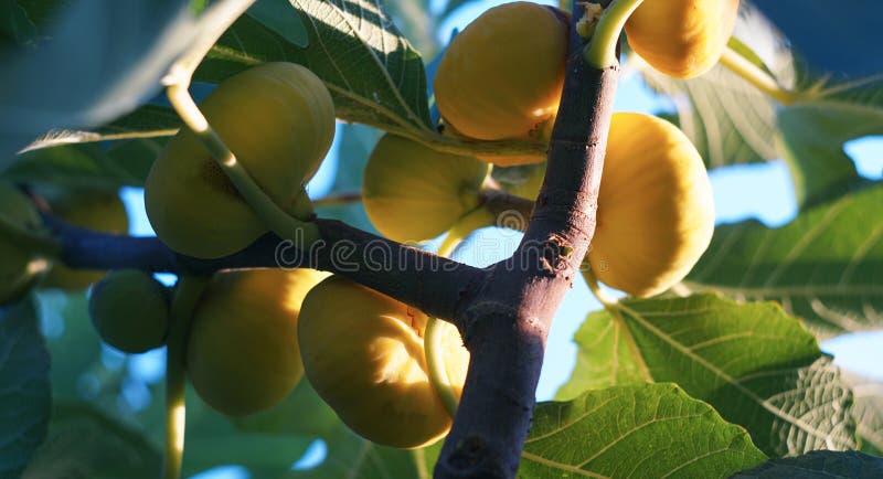 Yellow figs on branches stock photo. Image of background - 285426688