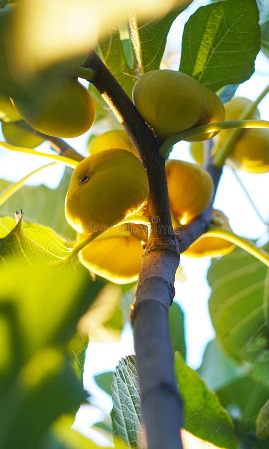 Yellow figs on branches stock photo. Image of freshness - 285427922