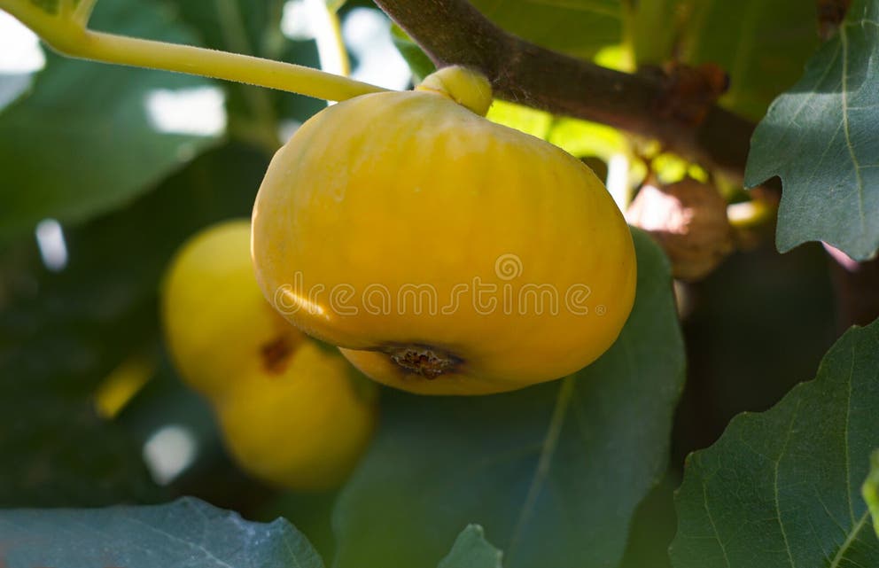 Yellow figs on branches stock photo. Image of natural - 285428944