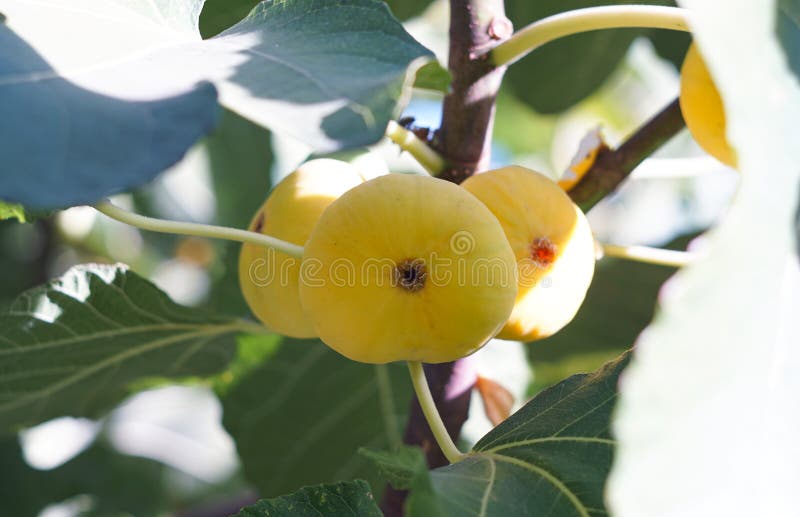 Yellow figs on branches stock image. Image of food, healthy - 285429377