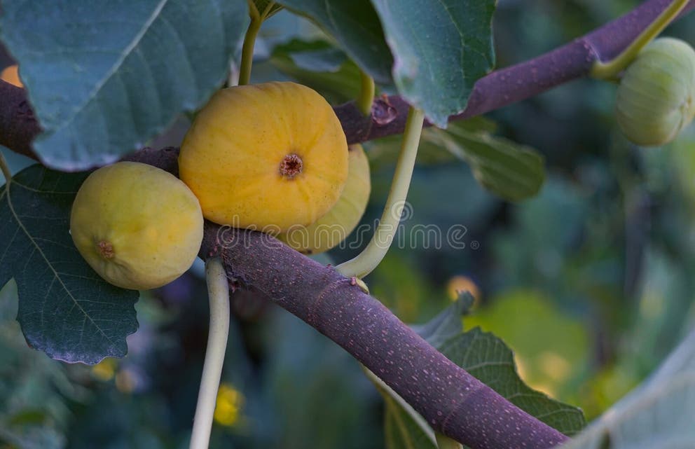 Yellow figs on branches stock image. Image of yellow - 285430495