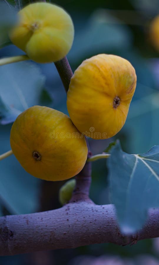 Yellow Figs on a Fig Branch Stock Image - Image of garden, tree: 284876313