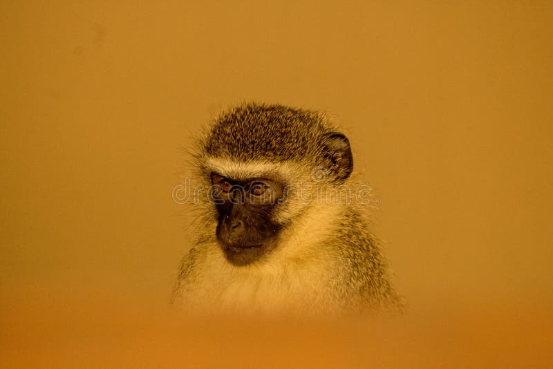 Yellow Filter Monkey stock image. Image of yellow, focused - 252627647
