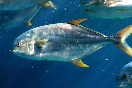 Yellow fin pompano stock image. Image of reef, colors - 4551963