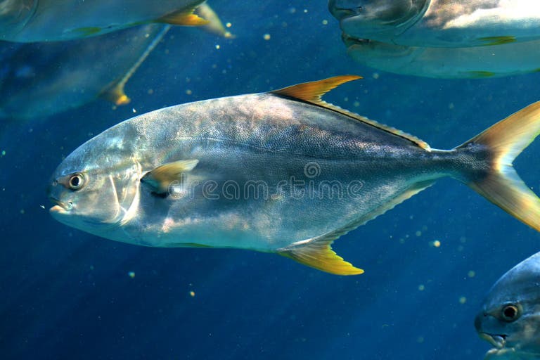 1,074 Pompano Fish Stock Photos - Free & Royalty-Free Stock Photos from ...