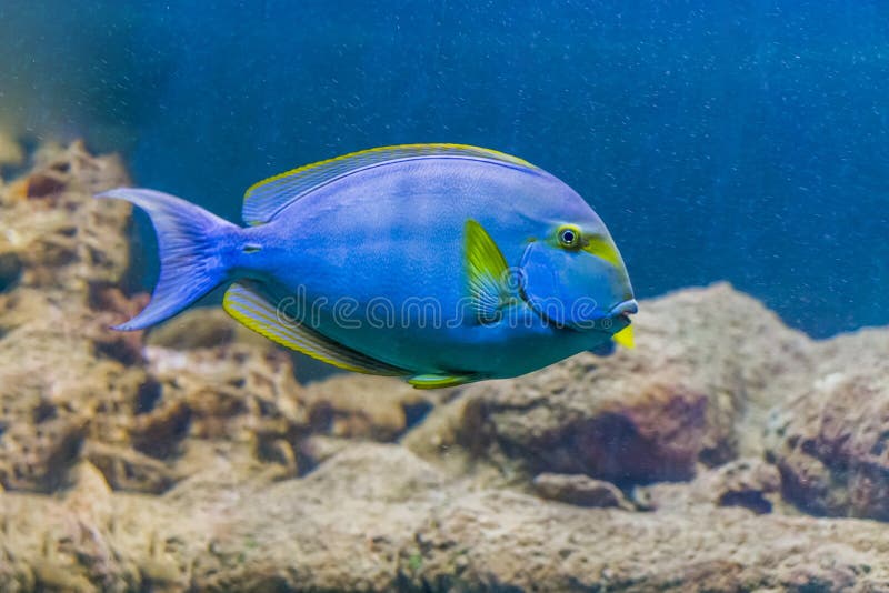 Yellow Fin Fishes stock photo. Image of meal, sale, closeup - 29293208