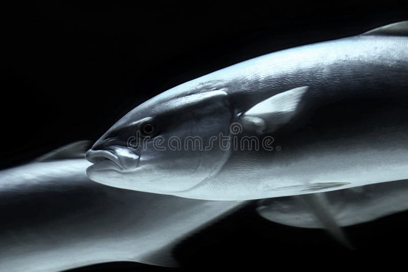 Yellow fin tuna stock photo. Image of white, decorative - 133865568
