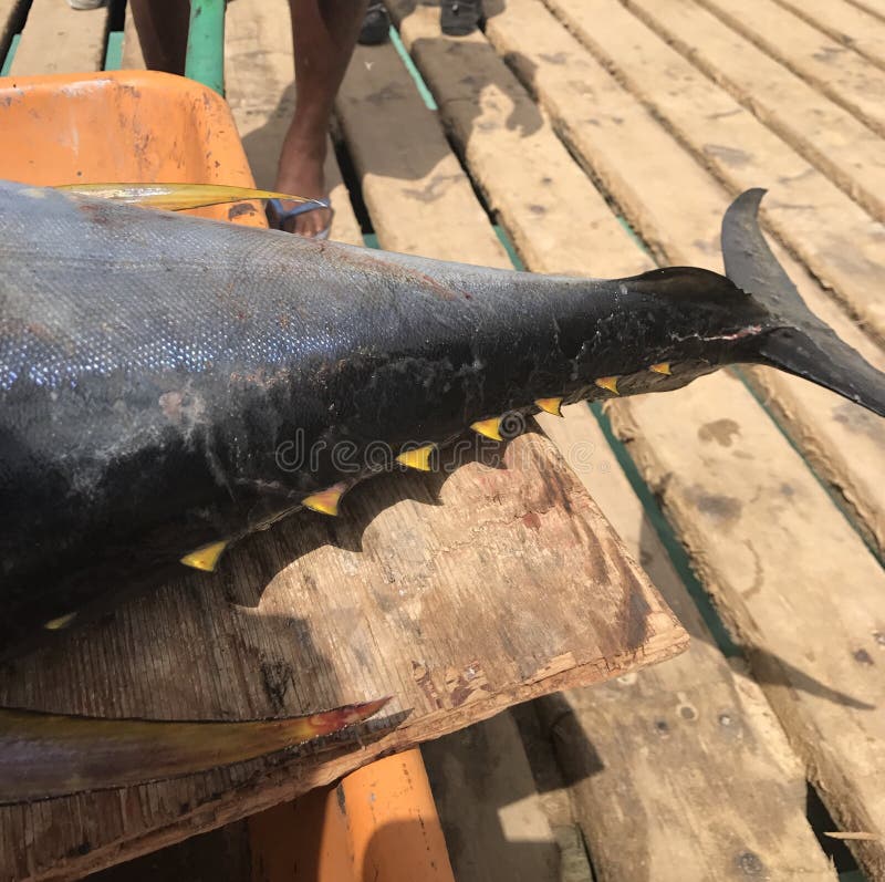 475 Yellow Tail Tuna Stock Photos - Free & Royalty-Free Stock Photos ...