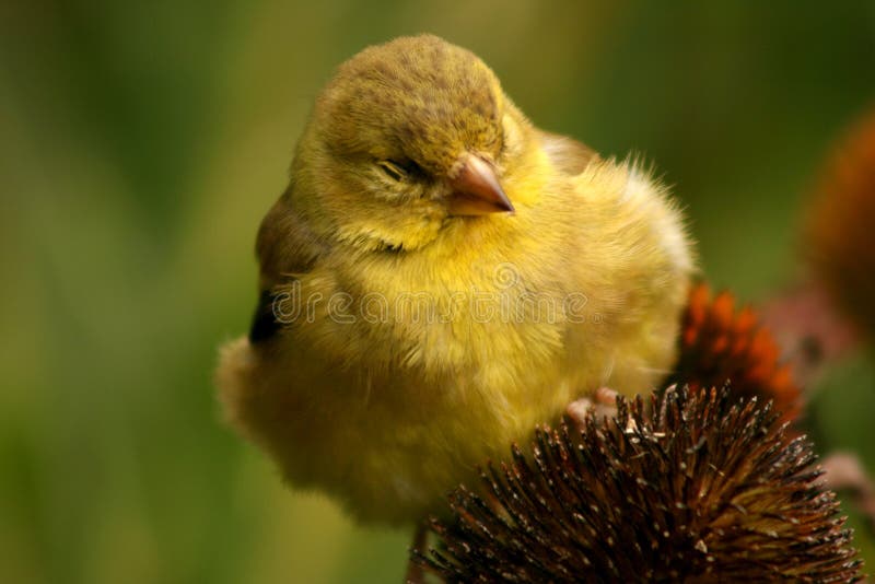 Yellow finch stock photo. Image of rest, little, flower - 7405938