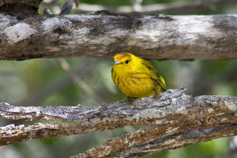 Yellow Finch stock photo. Image of green, small, nature - 70056914