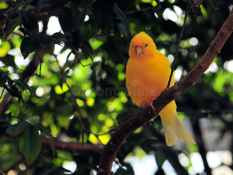 Blue and Yellow Finch Bird stock image. Image of nature - 25218297