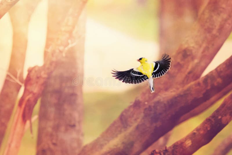 6,515 Yellow Finch Photos - Free & Royalty-Free Stock Photos from ...