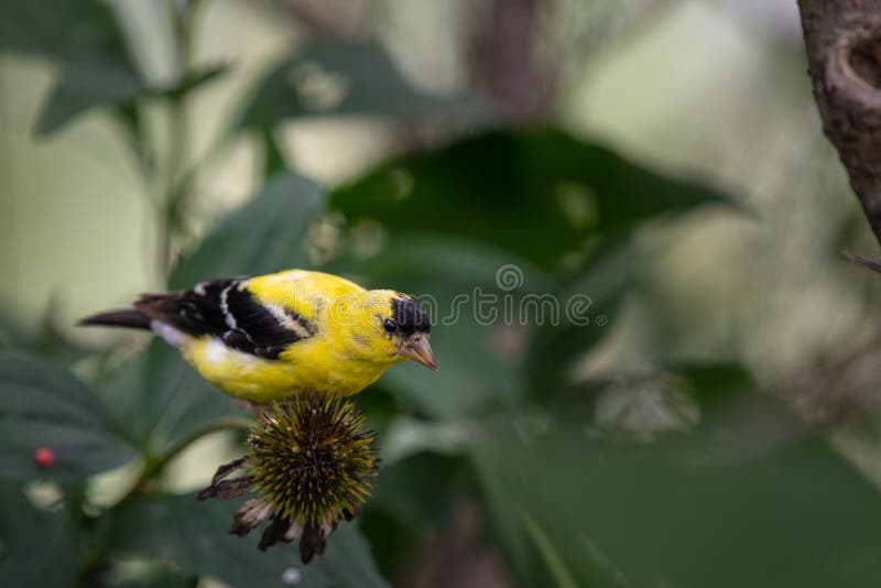 Yellow finch in a tree stock photo. Image of fauna, feather - 125707514